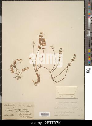 Apium repens Jacq Lag Apium repens Jacq Lag Stock Photo - Alamy