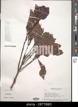 Meliosma sp Meliosma sp Stock Photo - Alamy