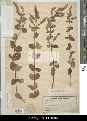 Mentha suaveolens Ehrh Stock Photo - Alamy