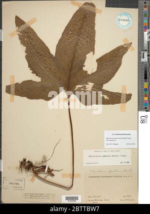 Microsorum spectrum Kaulf Copel Microsorum spectrum Kaulf Copel Stock ...