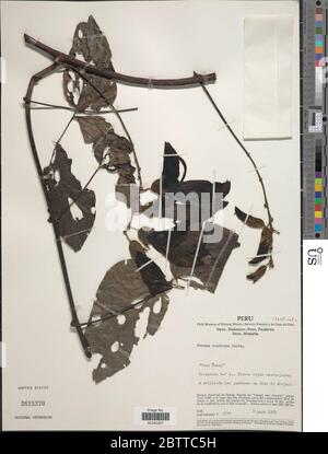 Mucuna rostrata Benth Mucuna rostrata Benth Stock Photo - Alamy