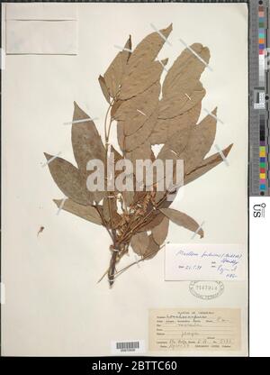 Muellera frutescens Muellera frutescens Stock Photo - Alamy