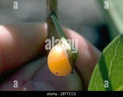 Nothocestrum latifolium A Gray Nothocestrum latifolium A Gray Stock ...