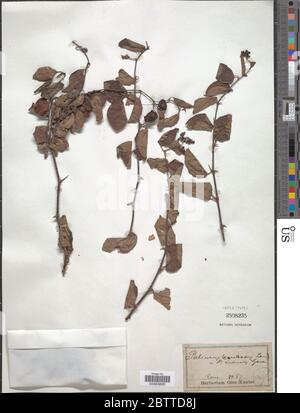 Paliurus australis Gaertn Paliurus australis Gaertn Stock Photo - Alamy