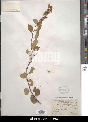 Paliurus aculeatus Lam Paliurus aculeatus Lam Stock Photo - Alamy