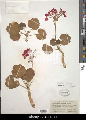 Pelargonium x hortorum LH Bailey Pelargonium x hortorum LH Bailey Stock ...