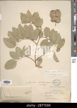Piscidia mollis Rose Piscidia mollis Rose Stock Photo - Alamy