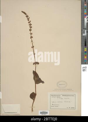 Plectranthus sp Plectranthus sp Stock Photo - Alamy