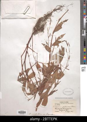 Polygonum japonicum Meisn Polygonum japonicum Meisn Stock Photo - Alamy