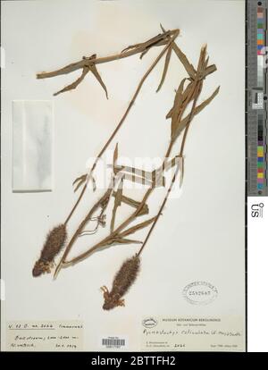 Pycnostachys reticulata E Mey Benth Pycnostachys reticulata E Mey Benth ...