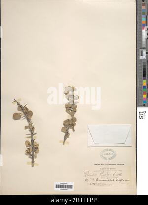 Randia thurberi S Watson Stock Photo - Alamy