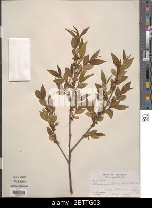 Rhamnus lanceolata Rhamnus lanceolata Stock Photo - Alamy
