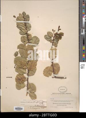 Rhamnus crocea Nutt Stock Photo - Alamy