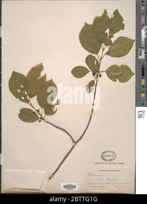 Rhamnus sp Rhamnus sp Stock Photo - Alamy