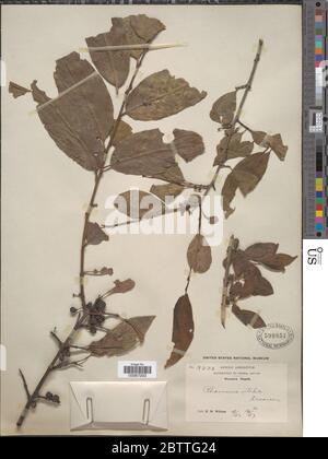 Rhamnus utilis Decne Stock Photo - Alamy