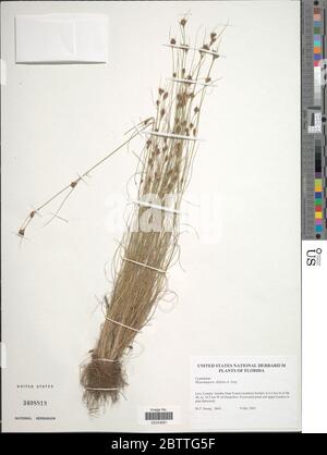 Rhynchospora filifolia A Gray Rhynchospora filifolia A Gray Stock Photo ...