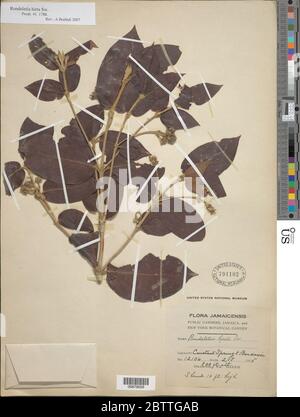 Rondeletia hirta Sw Rondeletia hirta Sw Stock Photo - Alamy