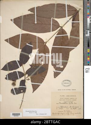 Rondeletia hirta Sw Rondeletia hirta Sw Stock Photo - Alamy