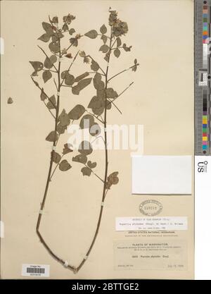 Rupertia physodes Douglas JW Grimes Rupertia physodes Douglas JW Grimes ...