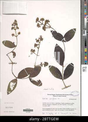 Rutidea parviflora DC Rutidea parviflora DC Stock Photo - Alamy