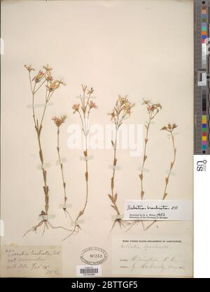 Sabatia brachiata Elliott Sabatia brachiata Elliott Stock Photo - Alamy