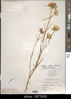 Sabatia glutianoides Sabatia glutianoides Stock Photo - Alamy