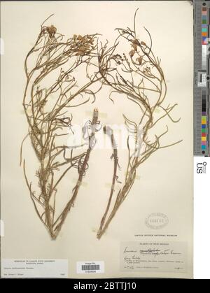 Senecio multicapitatus Greenm Senecio multicapitatus Greenm Stock Photo ...