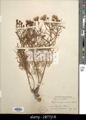 Senecio riddellii Torr A Gray Senecio riddellii Torr A Gray Stock Photo ...