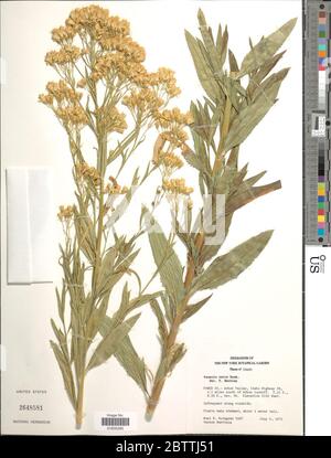 Senecio serra Hook Senecio serra Hook Stock Photo - Alamy