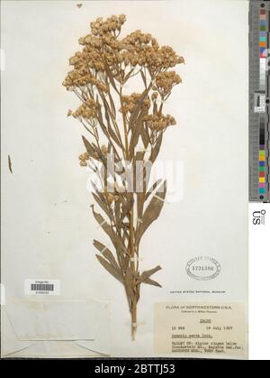 Senecio serra Hook Stock Photo - Alamy