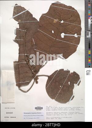 Sloanea pubescens Poepp Endl Benth Sloanea pubescens Poepp Endl Benth ...