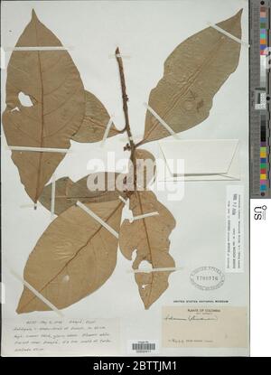 Solanum arboreum Dunal Solanum arboreum Dunal Stock Photo - Alamy