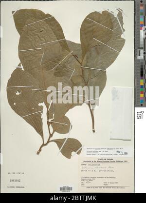 Solanum arboreum Dunal Solanum arboreum Dunal Stock Photo - Alamy