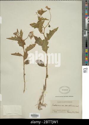 Carolina Horsenettle, Solanum carolinense, fruit Stock Photo - Alamy