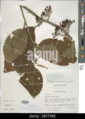 Solanum ovalifolium Dunal Stock Photo - Alamy