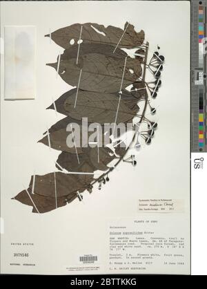 Solanum nudum Dunal Solanum nudum Dunal Stock Photo - Alamy