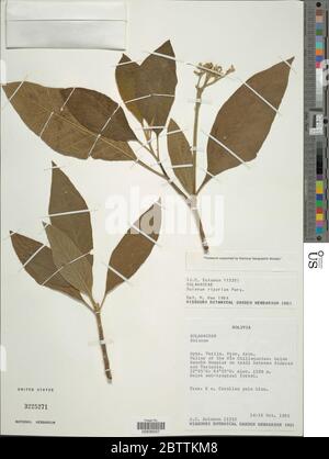 Solanum riparium Pers Solanum riparium Pers Stock Photo - Alamy