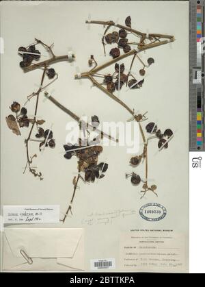 Solanum scabrum Solanum scabrum Stock Photo - Alamy