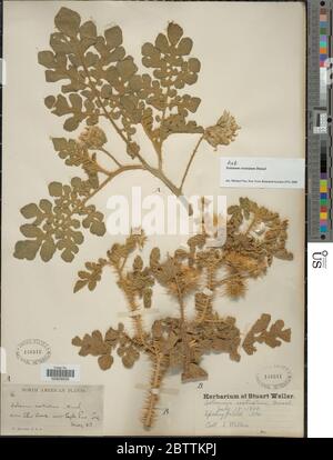 Solanum rostratum Dunal Solanum rostratum Dunal Stock Photo - Alamy