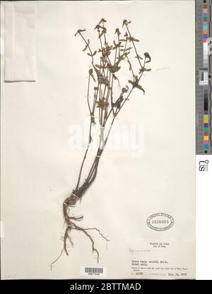 Spermacoce sp Spermacoce sp Stock Photo - Alamy