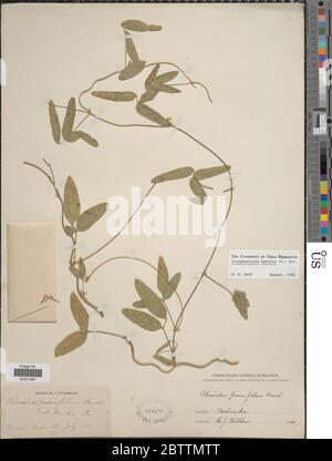 Strophostyles helvola L Elliott Strophostyles helvola L Elliott Stock ...