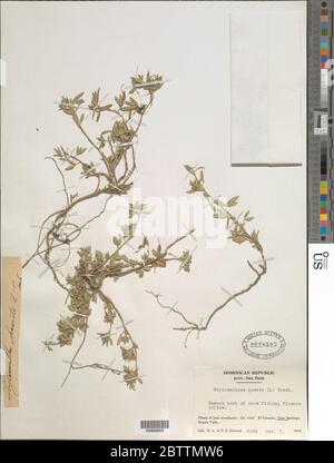 Stylosanthes hamata L Taub Stock Photo - Alamy