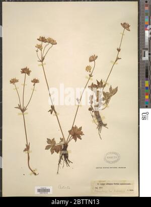 Astrantia sp Astrantia sp Stock Photo - Alamy