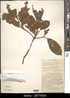 Terminalia complanata K Schum Terminalia complanata K Schum Stock Photo ...