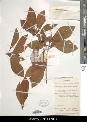 Timonius timon var timon Stock Photo - Alamy