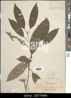Urophyllum sp Urophyllum sp Stock Photo - Alamy