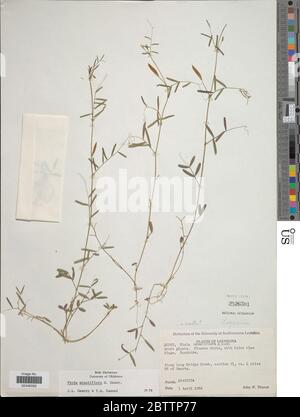 Vicia minutiflora D Dietr Vicia minutiflora D Dietr Stock Photo - Alamy
