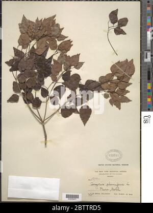 Amyris elemifera L Amyris elemifera L Stock Photo - Alamy