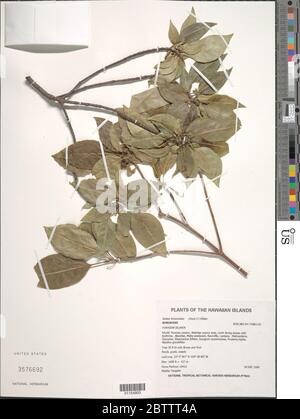 Bobea timonioides Hook f Hillebr Bobea timonioides Hook f Hillebr Stock ...