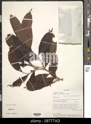 Casearia pitumba Sleumer Stock Photo - Alamy